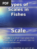 Types of Fish Mouths Explained | PDF