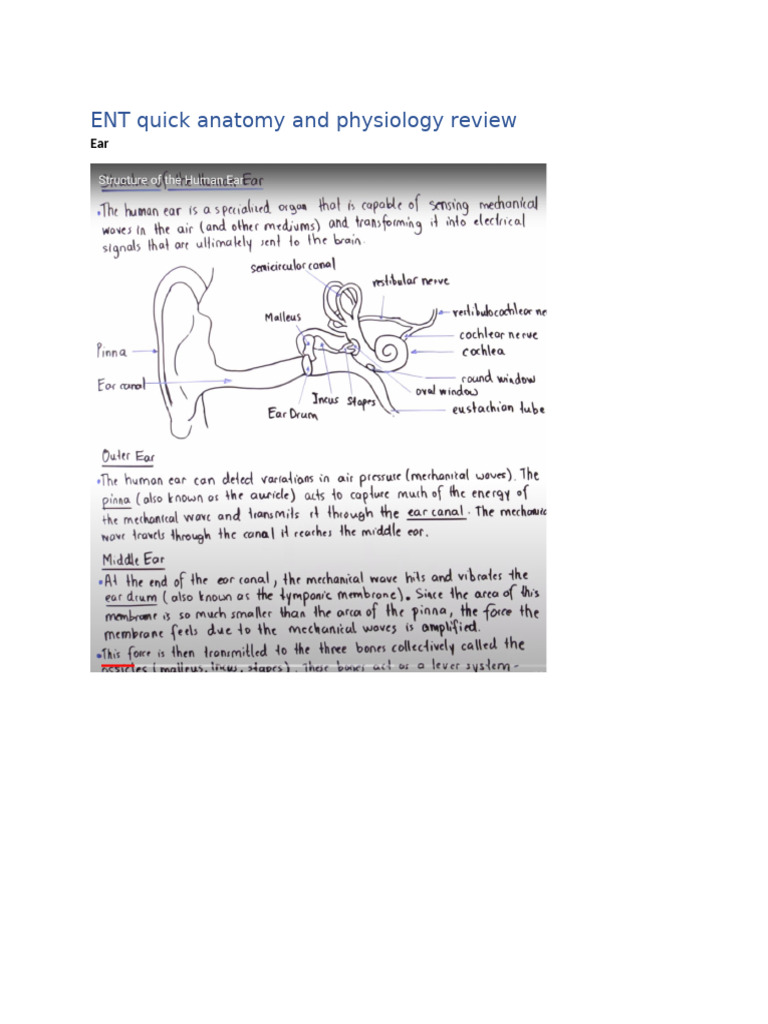 ENT Quick Anatomy and Physiology Review | PDF