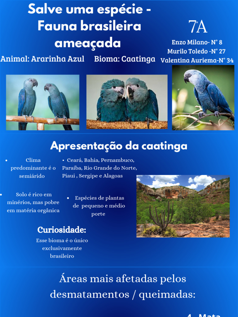 Ararinha Azul: Características e Conservação | PDF