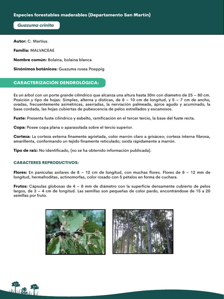 Caracterización de Guazuma crinita | PDF | Arboles | Los bosques