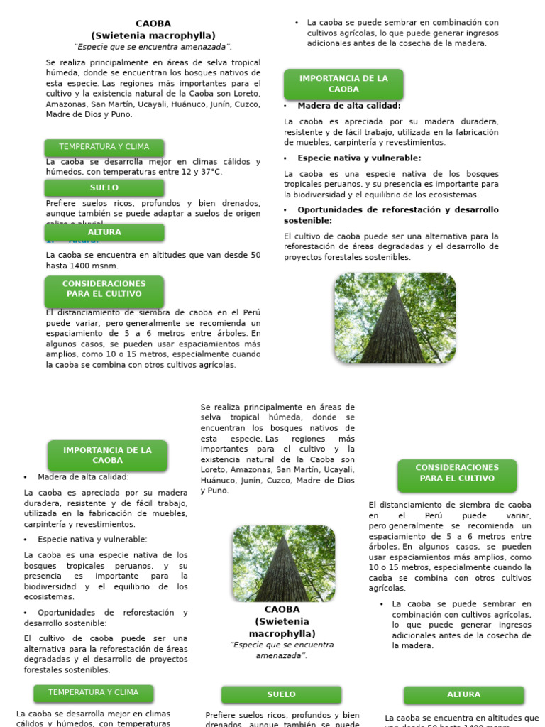 CAOBA Info | PDF | Los bosques | Agricultura