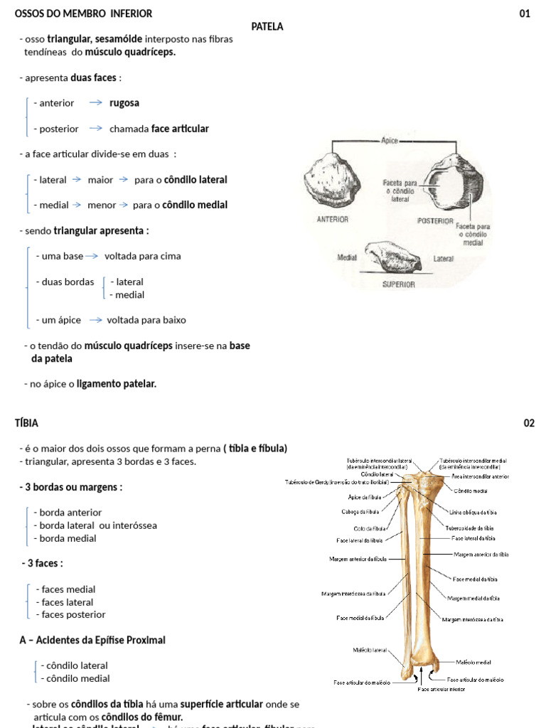 7a. Aula de Anatomia Da 2a. Fase de Medicina - Ossos Do Membro Inferior ...