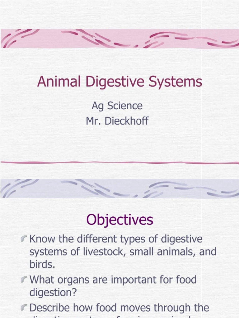 Animal Digestion | PDF