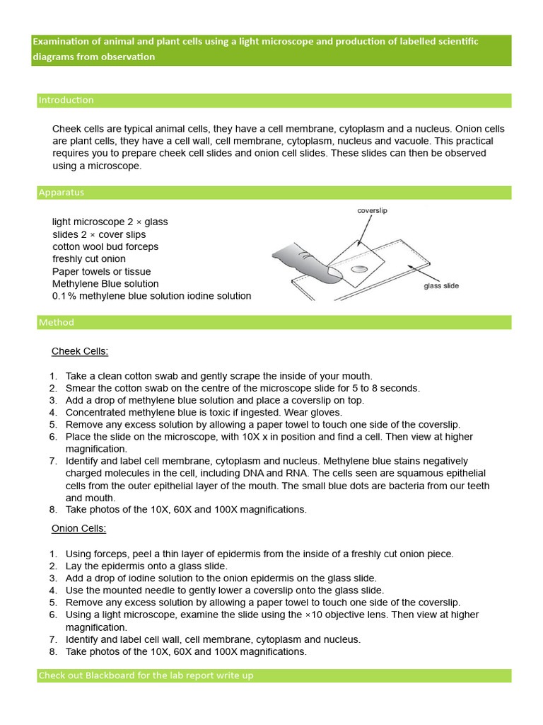 Onion and Cheek Cell Microscopy Experiment | PDF