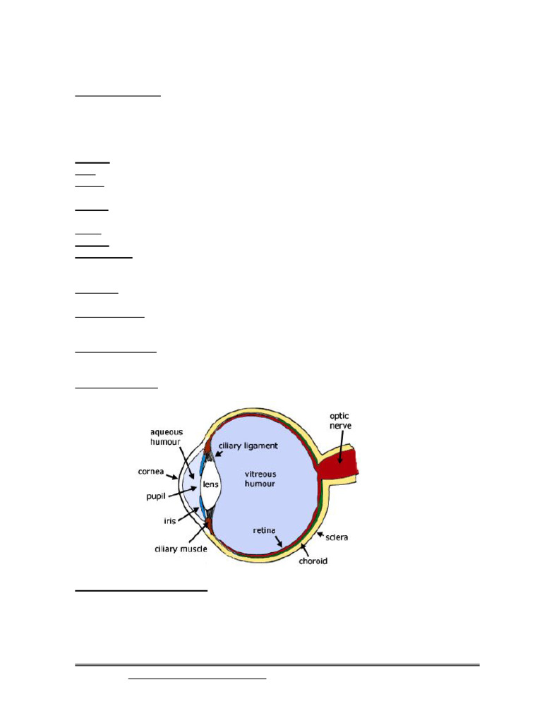 Understanding the Human Eye and Vision | PDF | Eye | Sunset