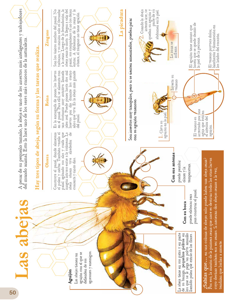 Abejas Comprension Lectura Critica Inferencial | PDF | Western Honey ...