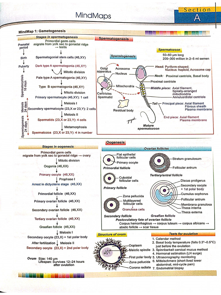 Embryology Mcqs and Reasoning Qs | PDF