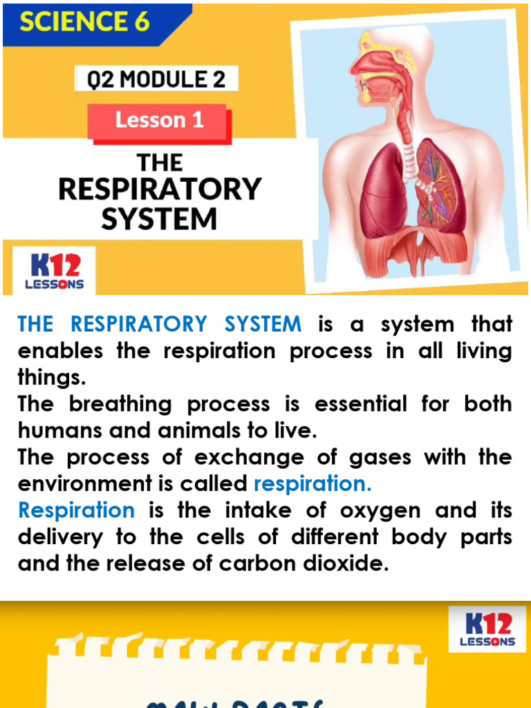 Science 6 Q2 M1 L4 The Respiratory System | PDF
