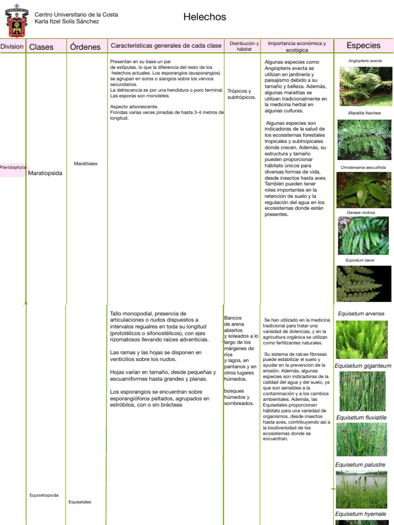 Características y Usos de Helechos | PDF | Helecho | Plantas
