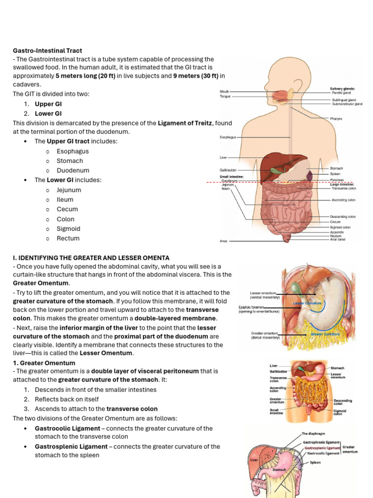 Anatomy of the Gastrointestinal Tract | PDF | Large Intestine | Stomach