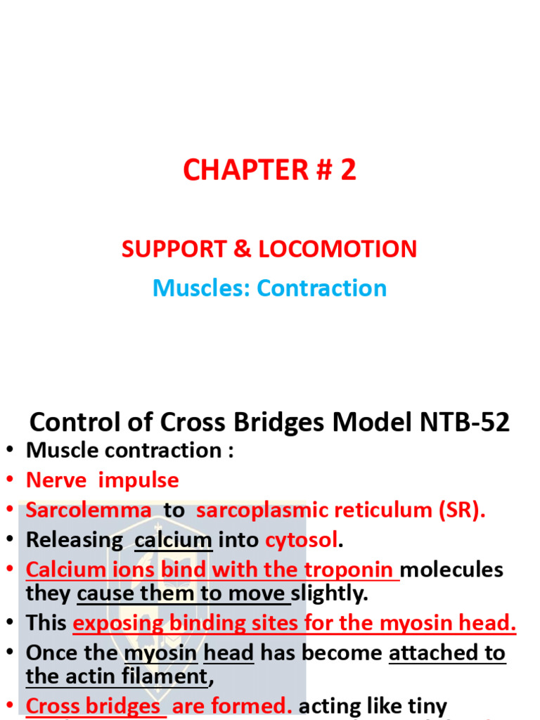 Muscle Contraction Mechanism PDF6 | PDF | Muscle Contraction | Skeletal Muscle