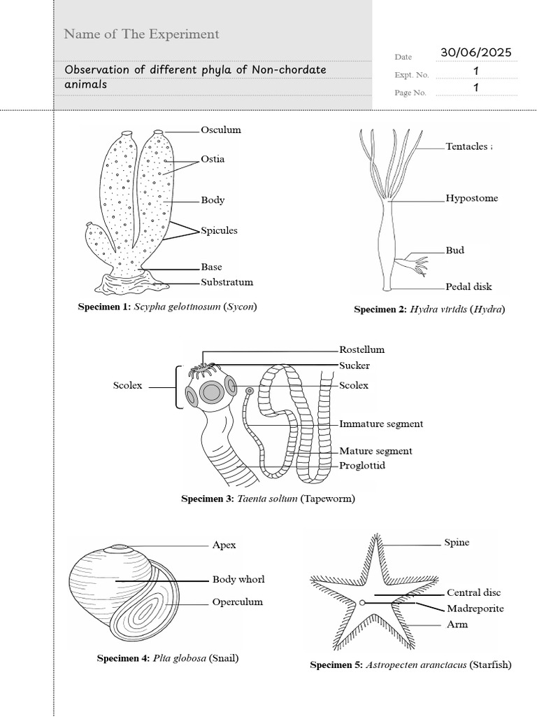 (BIO2) Experiment 1 - Observation of Different Phyla of Non-Chordate ...
