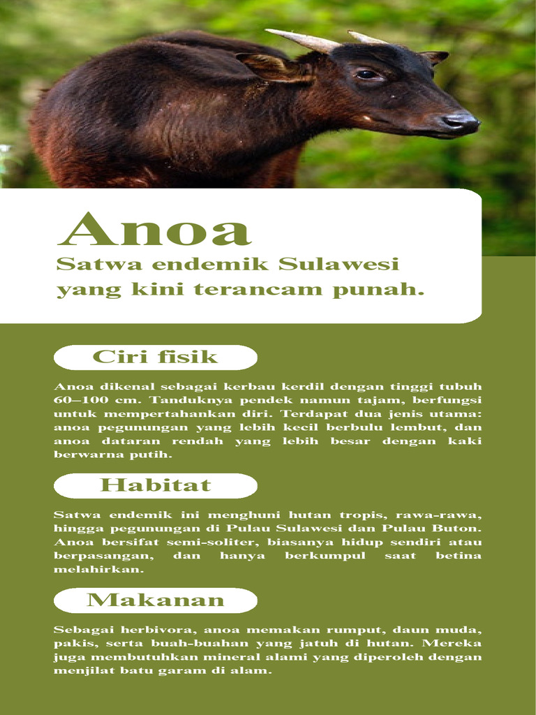 Infografis Anoa | PDF