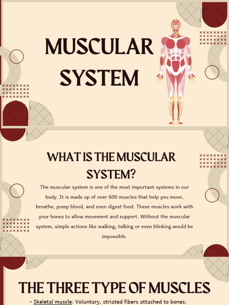 Understanding the Muscular System | PDF