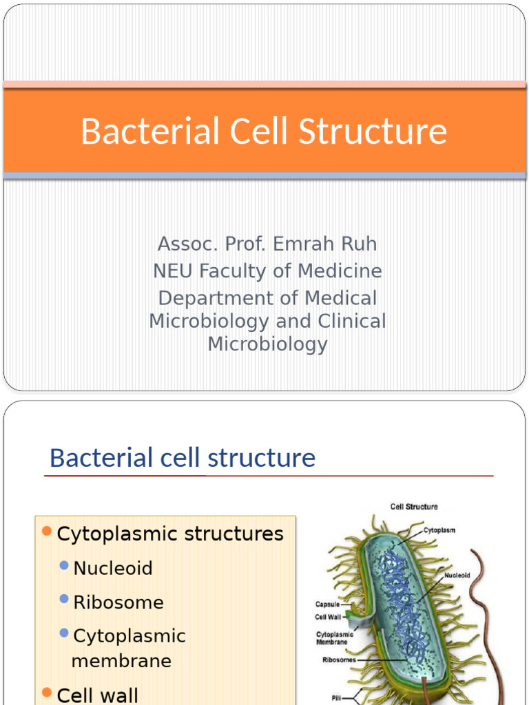 Bacterial Cell Structure Phase I. Emrah Ruh | PDF | Lipopolysaccharide | Bacteria