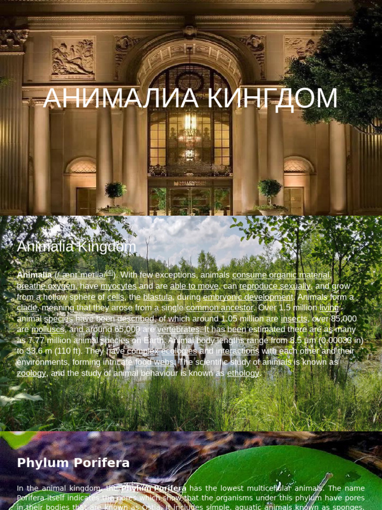 Overview of Animalia Kingdom and Porifera | PDF