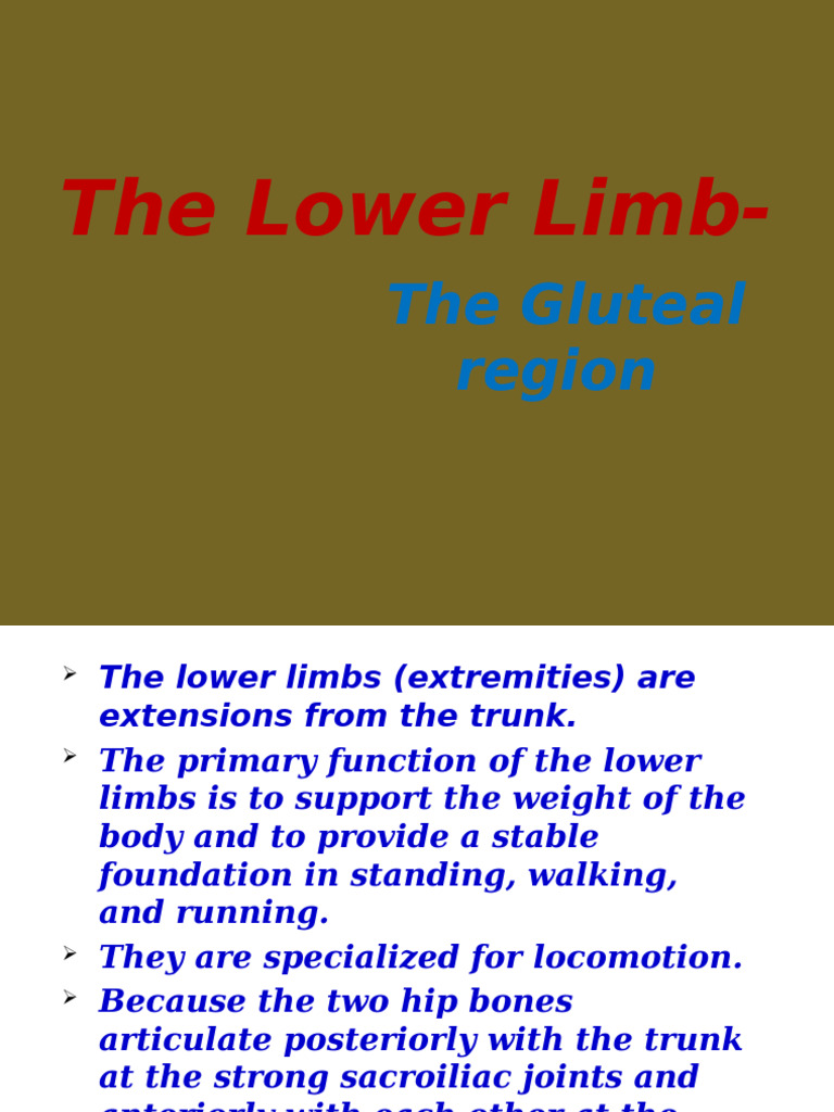 Anatomy of the Gluteal Region | PDF | Pelvis | Human Leg