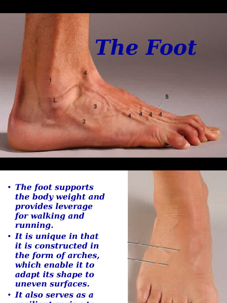 Anatomy of The Foot | PDF | Foot | Lower Limb Anatomy
