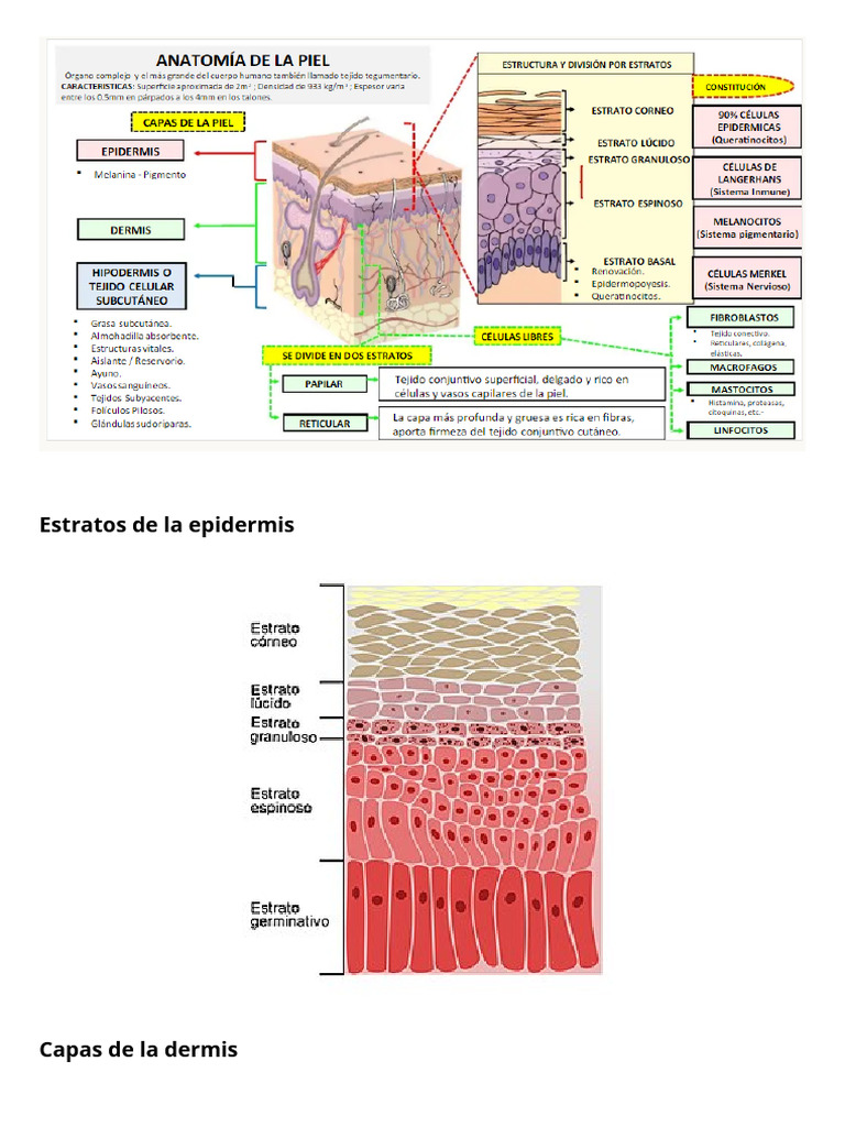 Estratos de La Epidermis | PDF