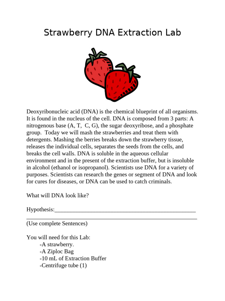 Strawberry DNA Extraction Lab Guide | PDF