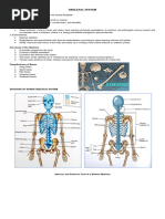 Complete List of 206 Human Bones | PDF | Vertebra | Toe