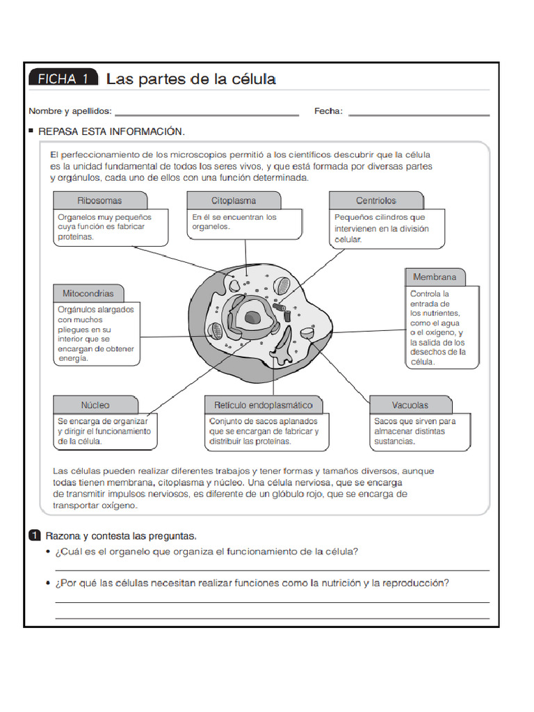 Ciencia 5to | PDF