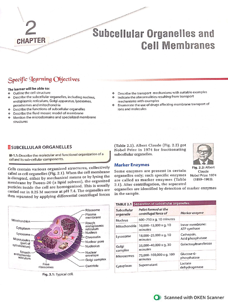 Understanding Cell Structure and Organelles | PDF | Mitochondrion ...