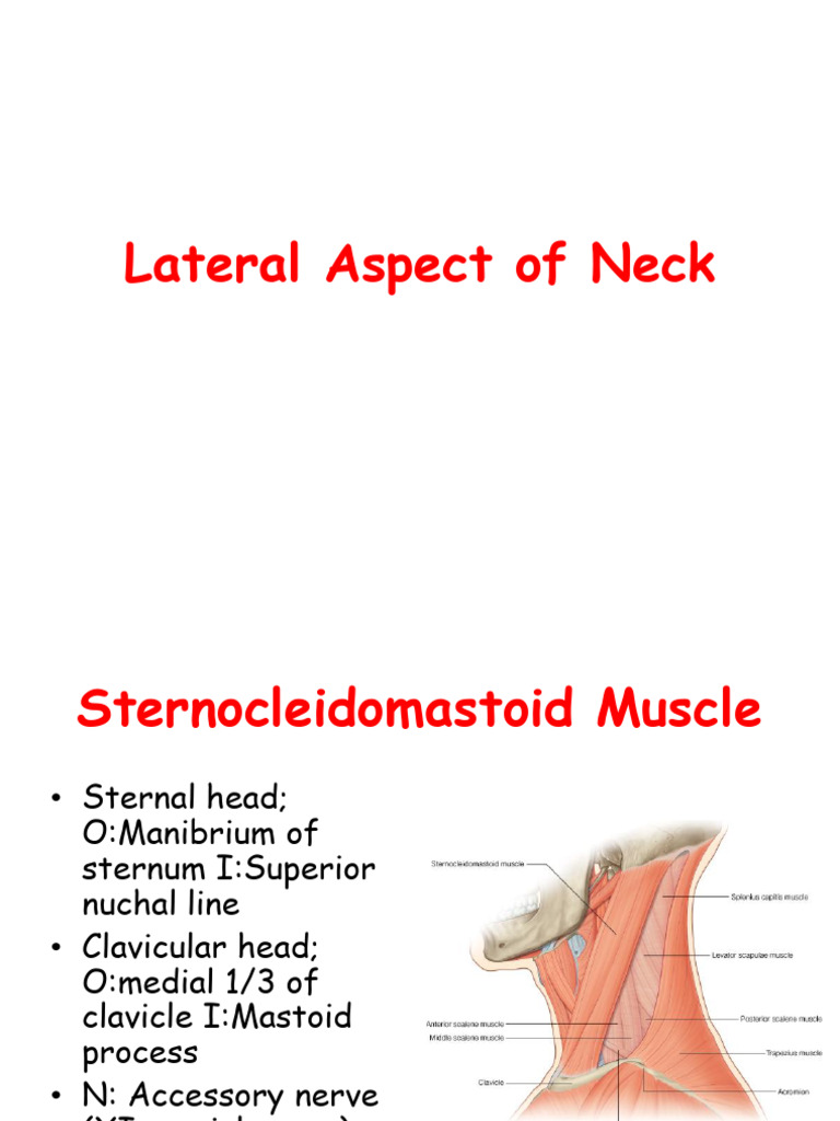 2 - Lateral Aspect of The Neck | PDF | Neck | Human Anatomy