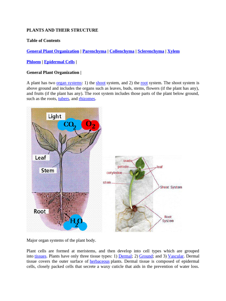 Plant Structure and Cell Types Explained | PDF | Tissue (Biology ...