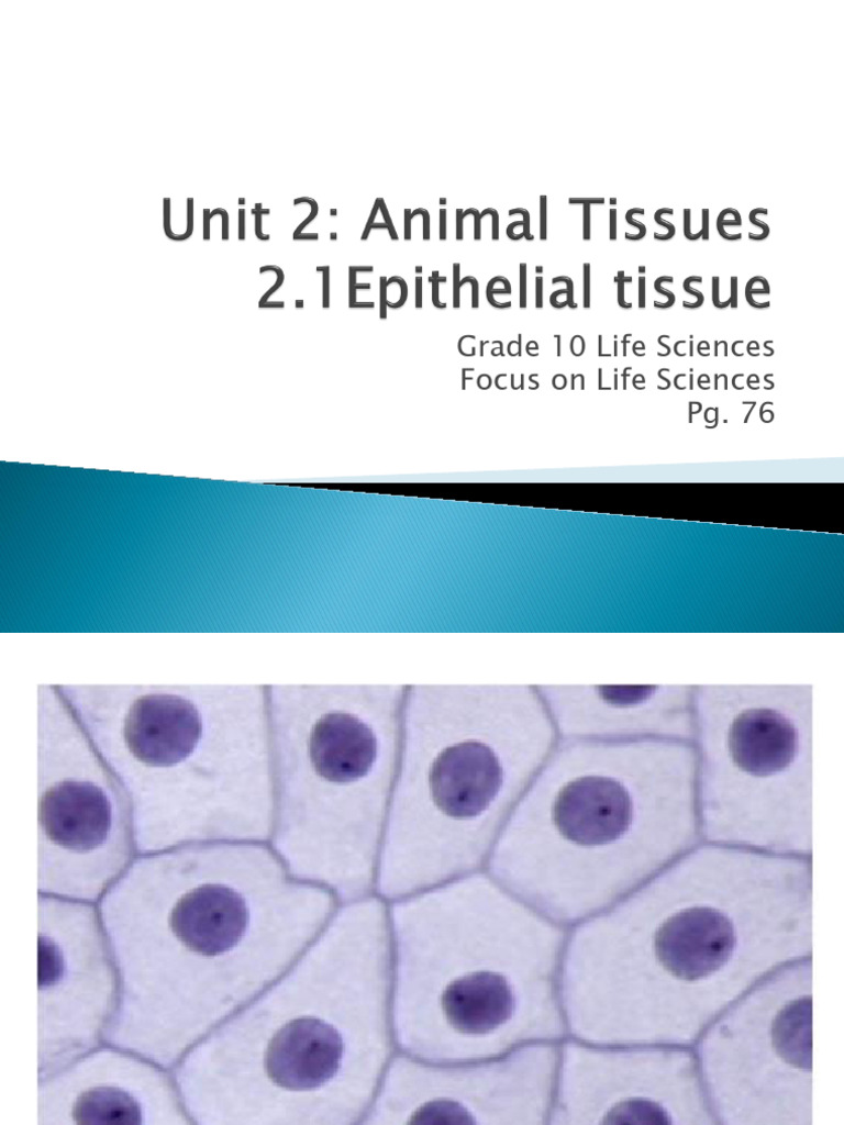 Grade 10 Epithelial Tissue Overview | PDF