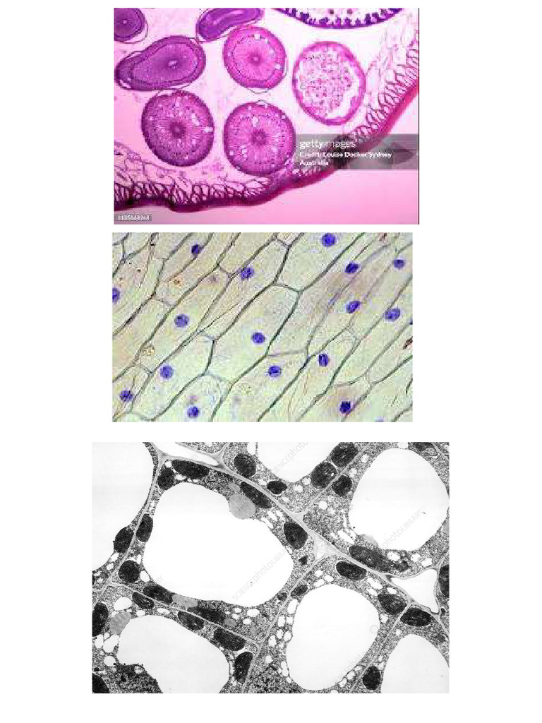 Cells Under Microscope | PDF
