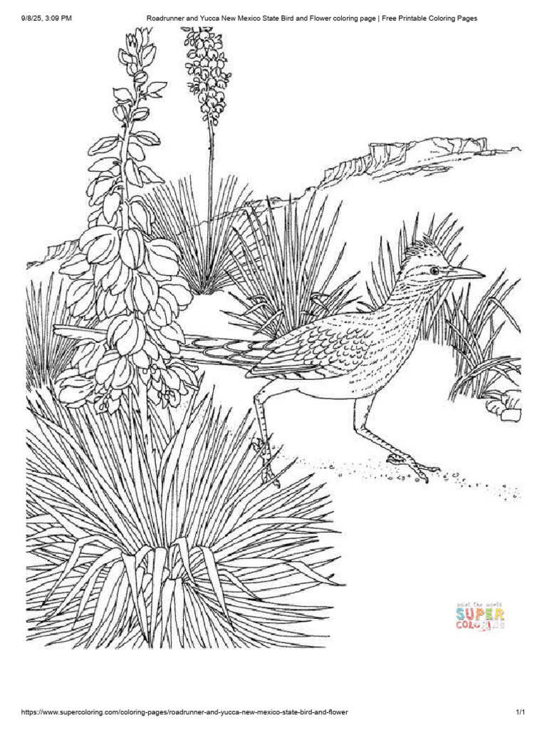 Roadrunner and Yucca New Mexico State Bird and Flower Coloring Page ...