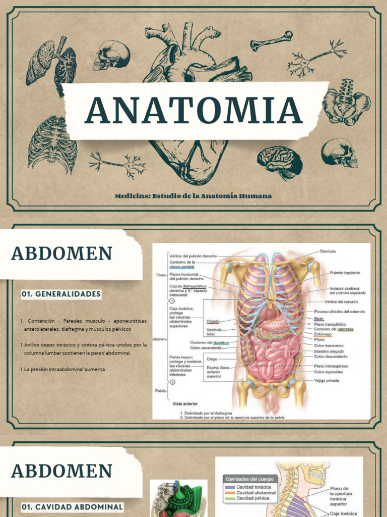 Anatomía del Abdomen y Regiones Inguinales | PDF | Abdomen | Estómago