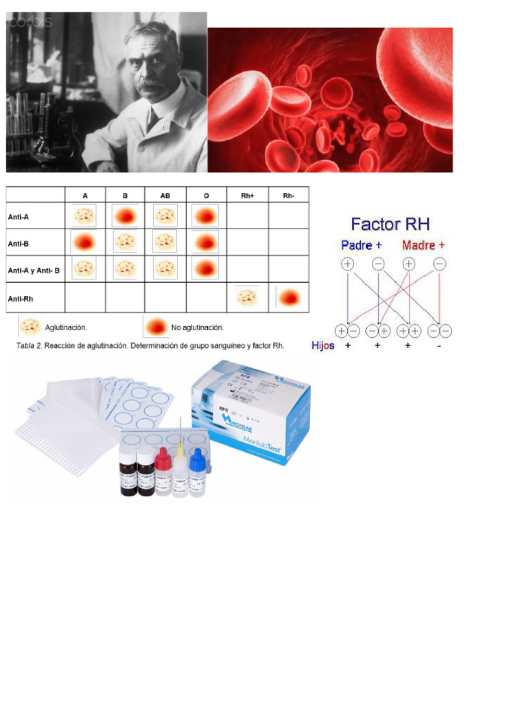 Factor RH | PDF