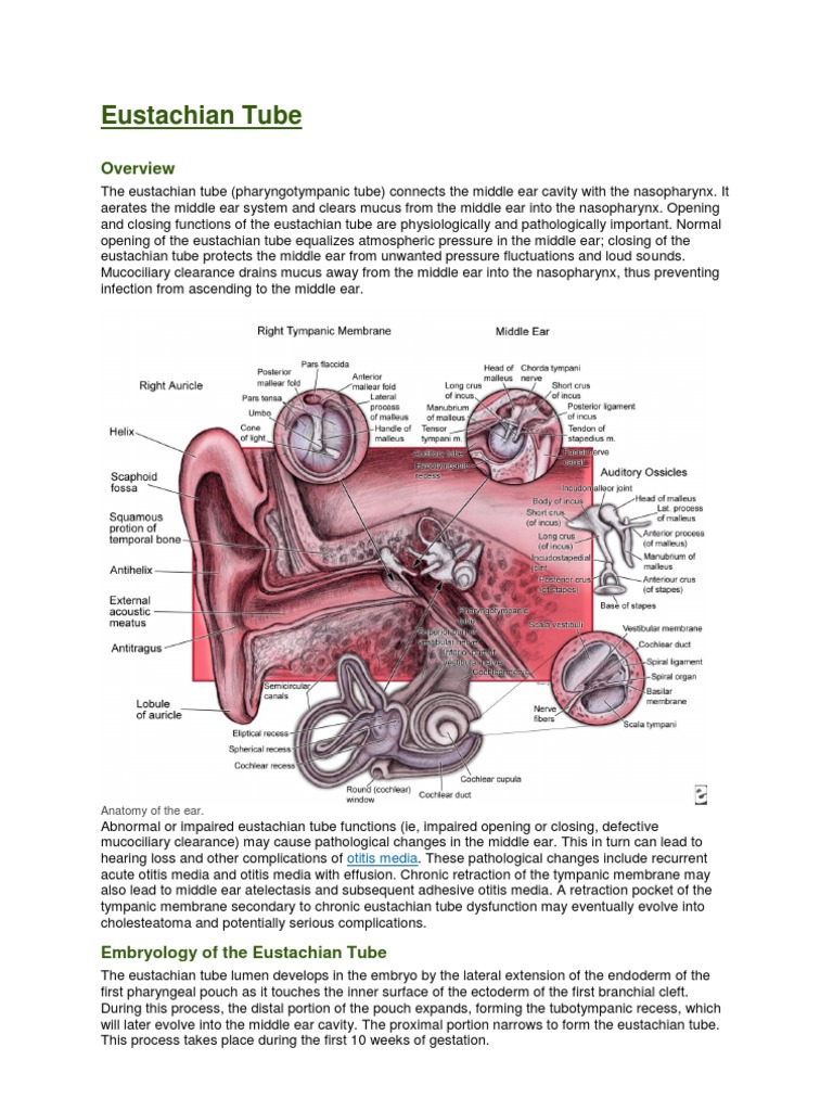 Eustachian Tube | PDF | Ear | Primate Anatomy