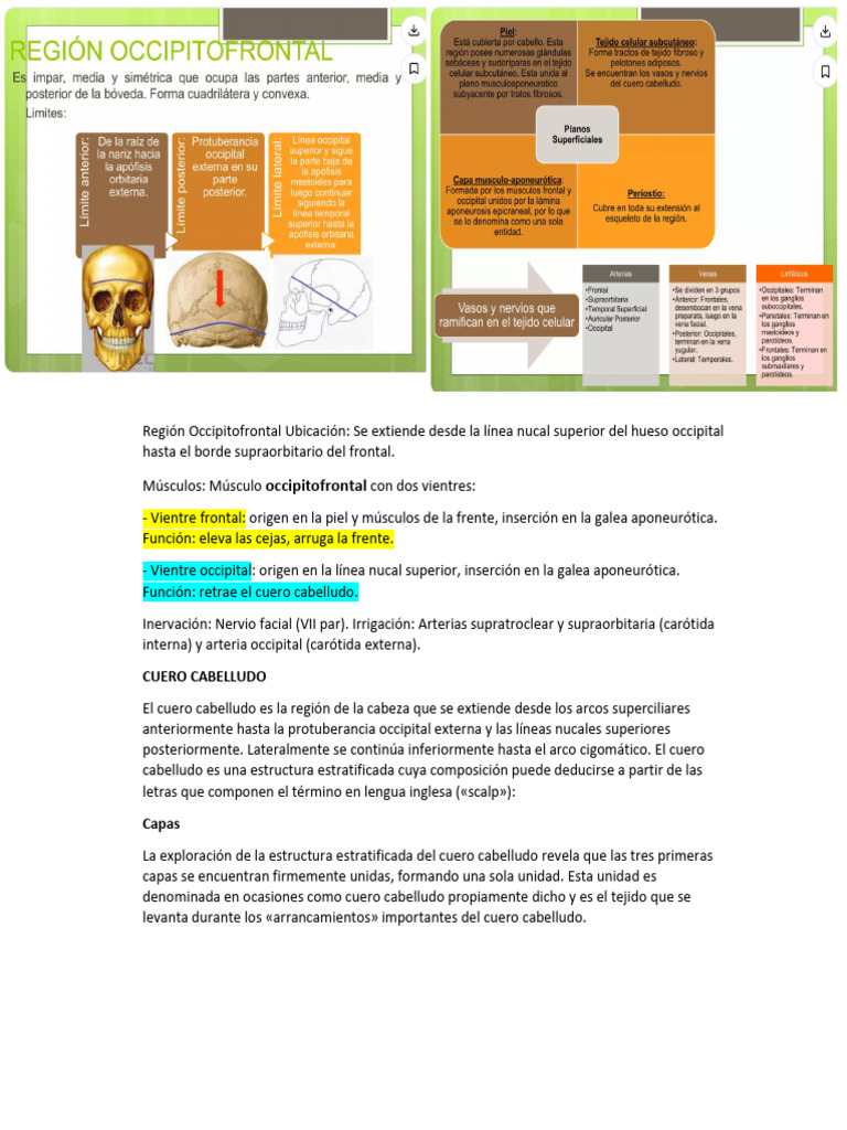 Región Occipitofrontal Ubicación | PDF | Articulación | Cráneo