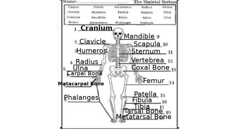 Skeletal System Quiz Answer Key | PDF