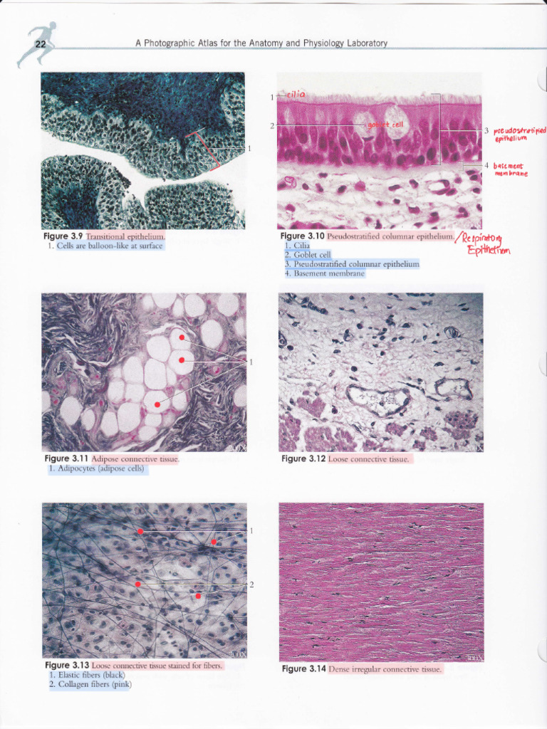 Overview of Animal Tissue Types | PDF | Epithelium | Connective Tissue
