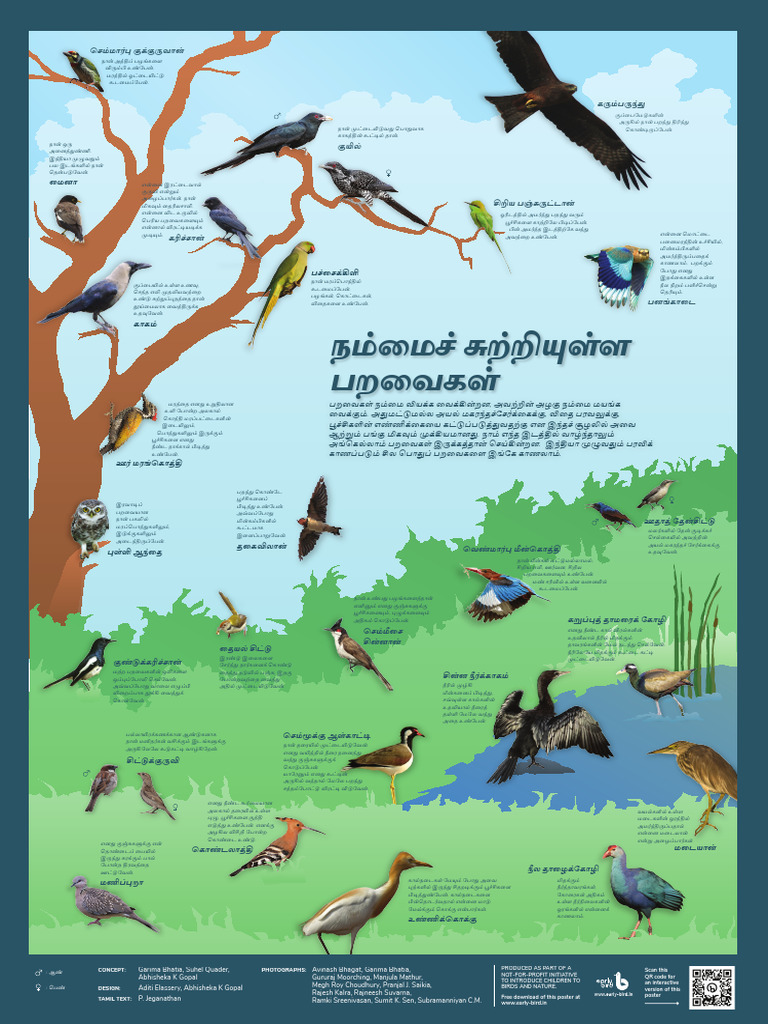 Common Birds Poster Tamil QR | PDF