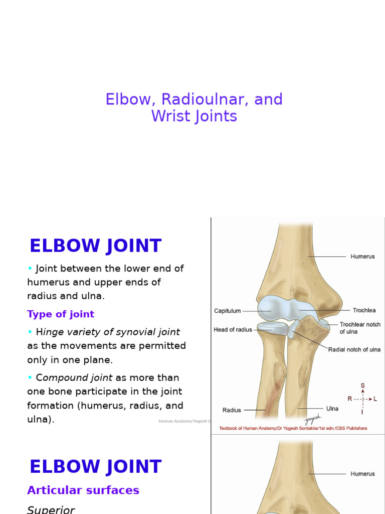 Elbow and Wrist Joints | PDF | Elbow | Anatomical Terms Of Motion