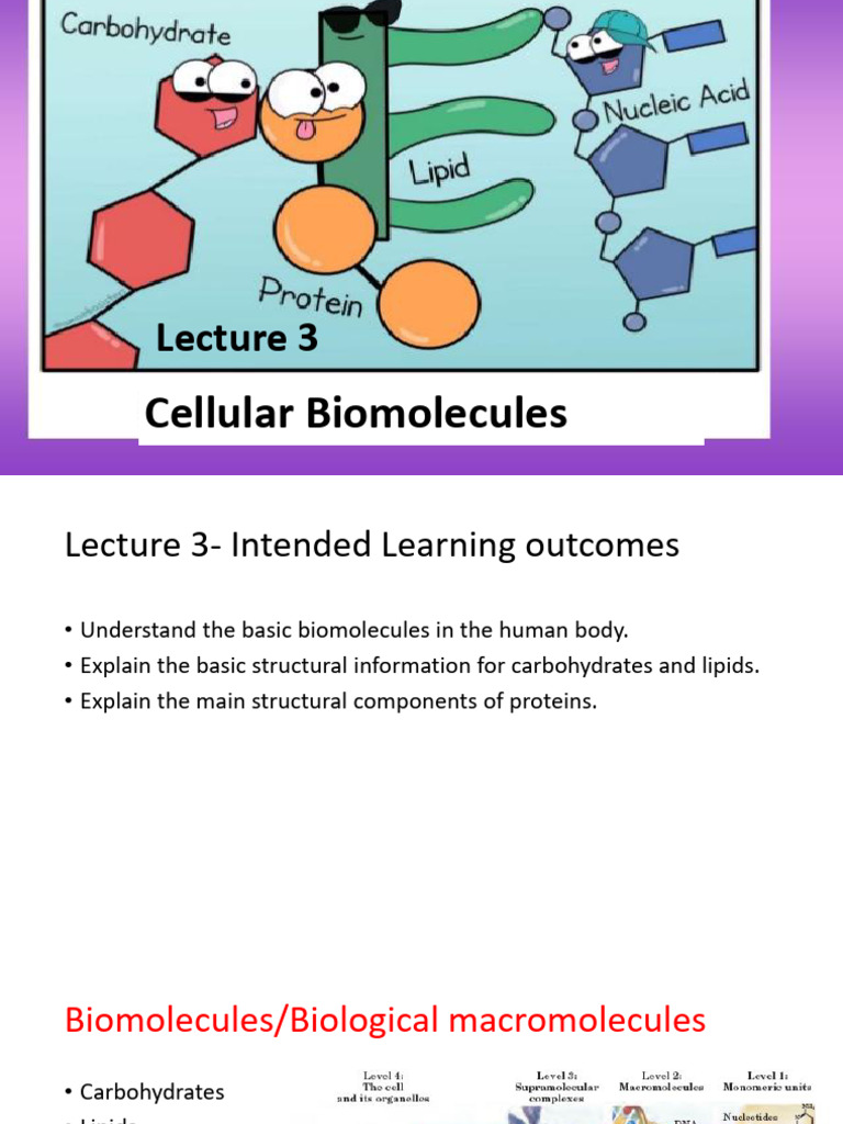 Lecture 3-Cellular Biomolecules | PDF | Protein Structure | Carbohydrates