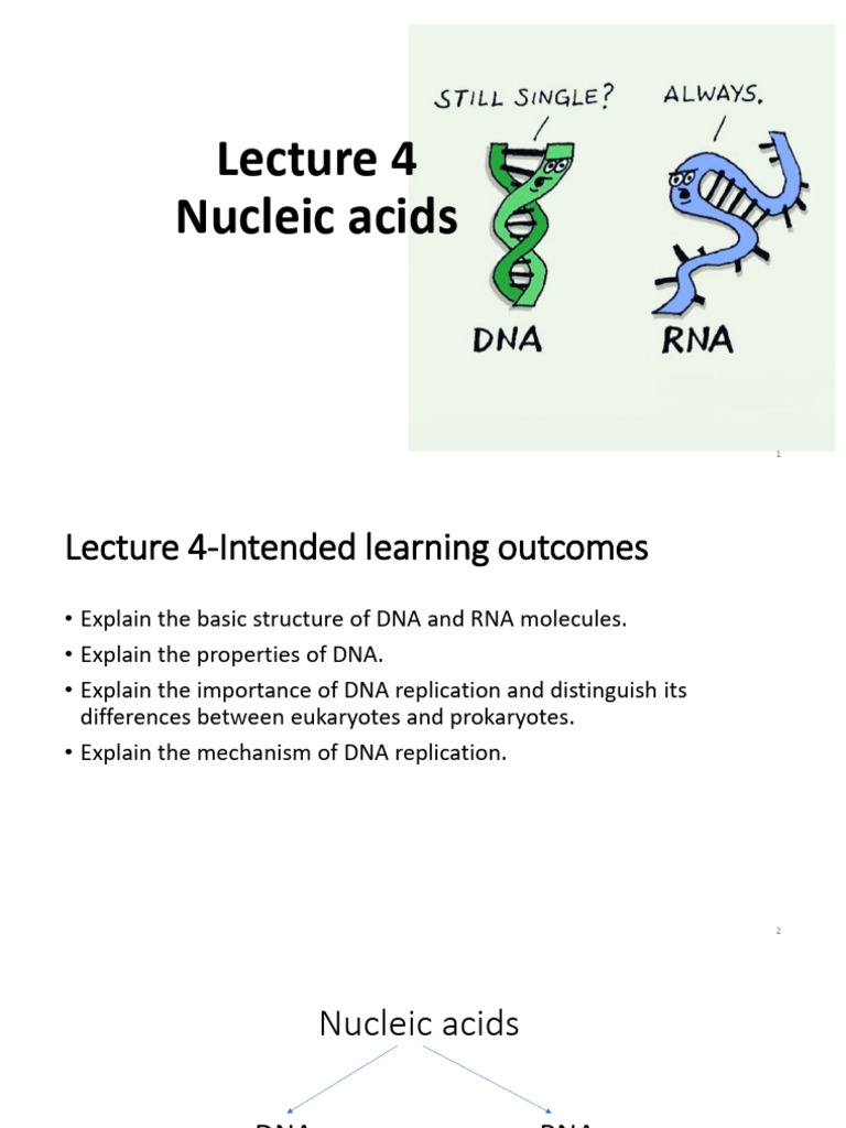 Lecture 4 - Nucleic Acids | PDF | Dna Replication | Dna