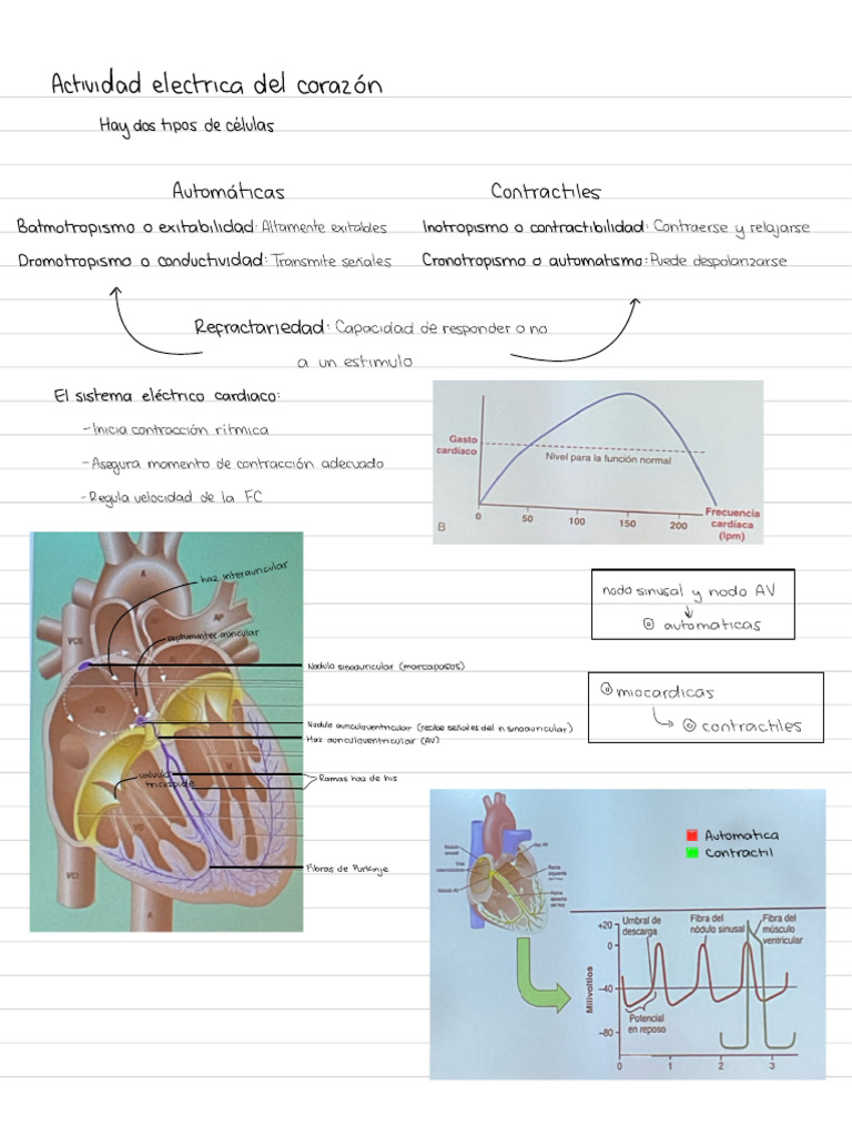 Actividad eléctrica del corazón: tipos y funciones | PDF | Corazón ...