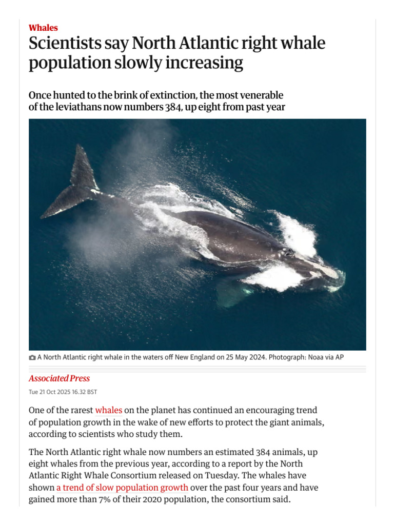 Scientists Say North Atlantic Right Whale Population Slowly Increasing ...