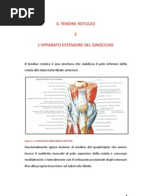 Classificazione Dello Scivolamento Rotuleo