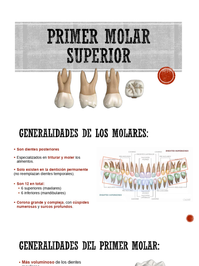Anatomía del Primer Molar Superior | PDF | Anatomia dental | Diente