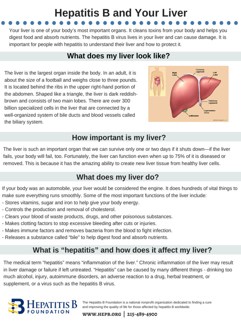 Hepatitis B and Your Liver | PDF | Hepatitis | Liver