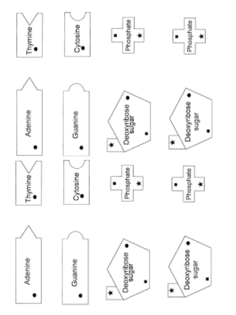 Dna Print | PDF