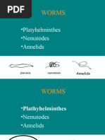 Flatworms Anatomy and Labeling Guide | PDF | Anatomy | Zoology