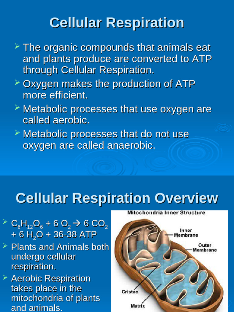 Respiration | PDF | Cellular Respiration | Pyruvic Acid